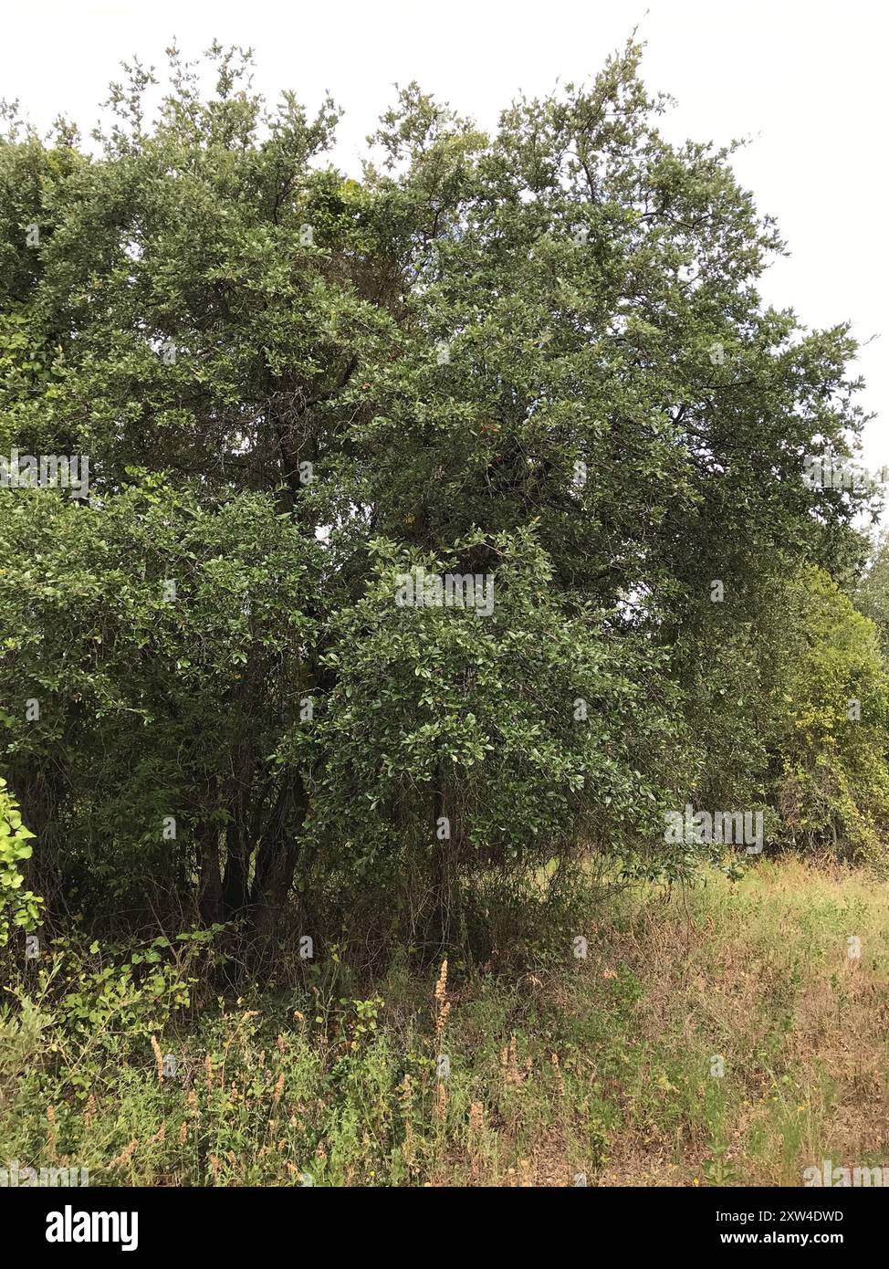 Texas live oak (Quercus fusiformis) Plantae Stock Photo - Alamy