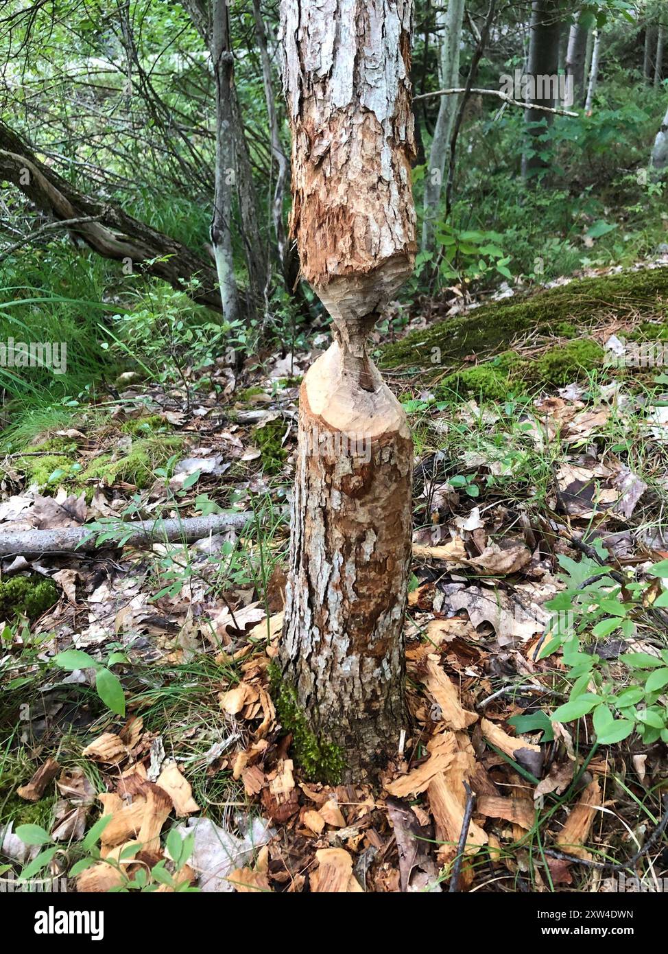 American Beaver (Castor canadensis) Mammalia Stock Photo - Alamy