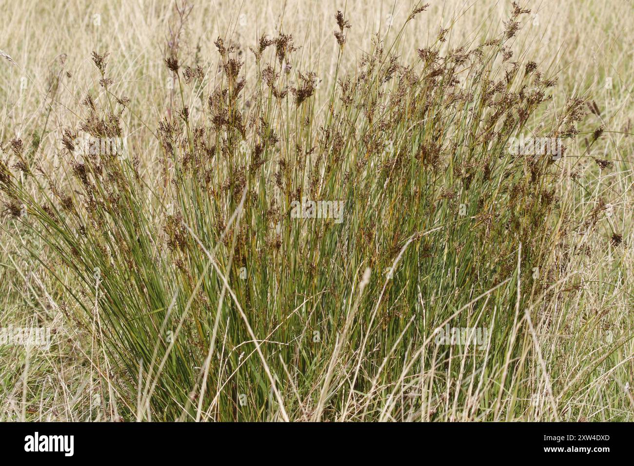 Hard Rush (Juncus inflexus) Plantae Stock Photo - Alamy