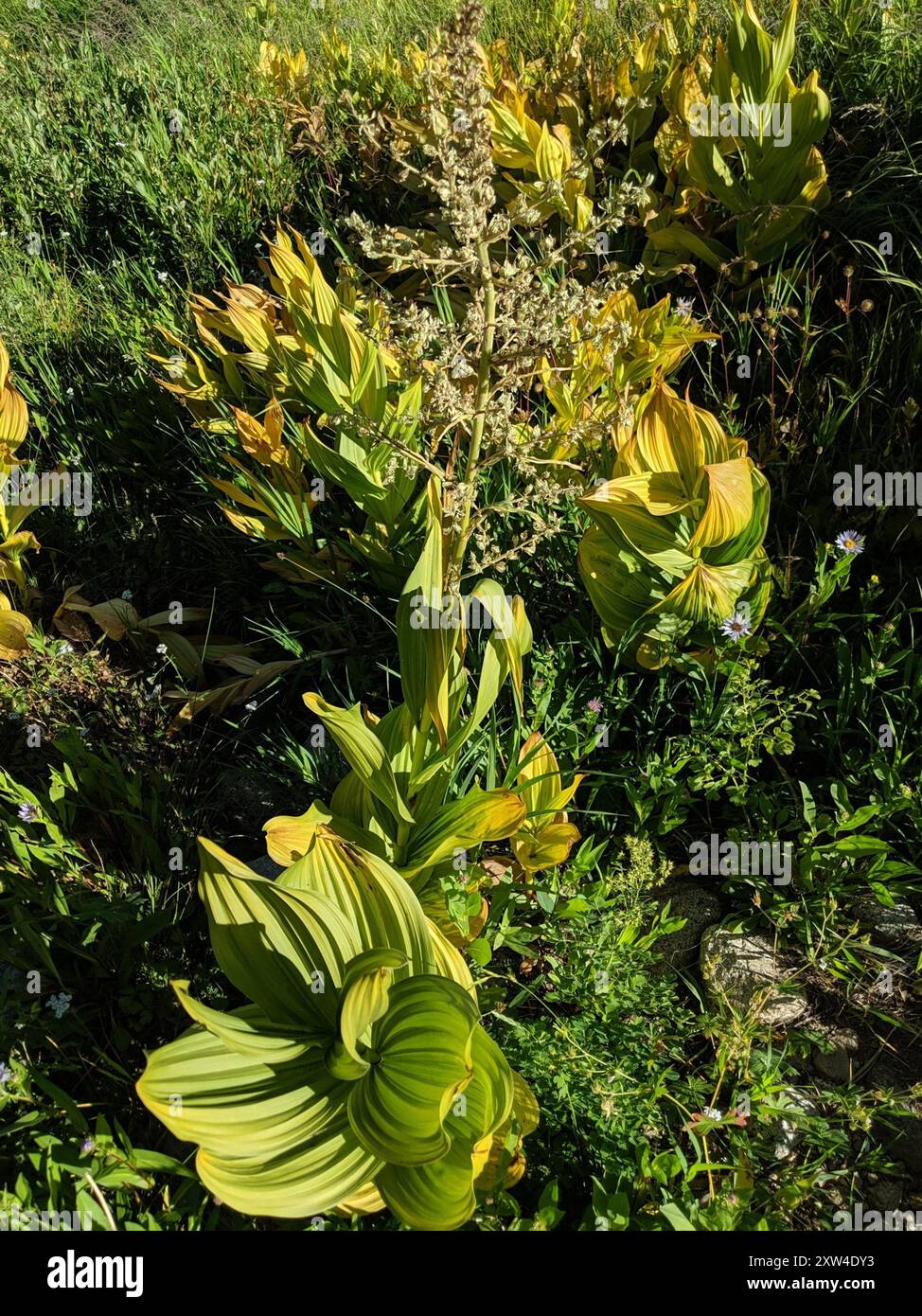 Corn Lily (Veratrum californicum) Plantae Stock Photo - Alamy