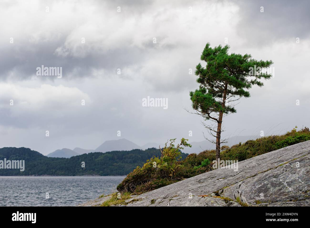View solitary tree casting hi-res stock photography and images - Alamy