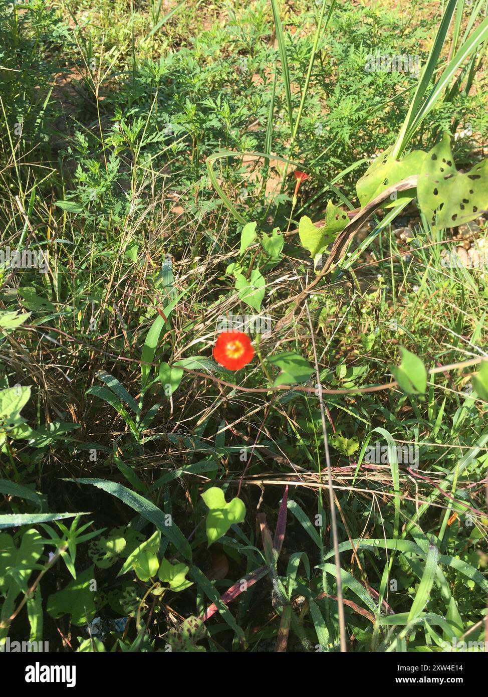 red morning glory (Ipomoea coccinea) Plantae Stock Photo - Alamy