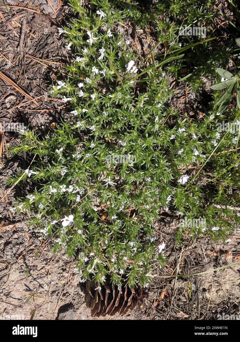 spreading phlox (Phlox diffusa) Plantae Stock Photo - Alamy