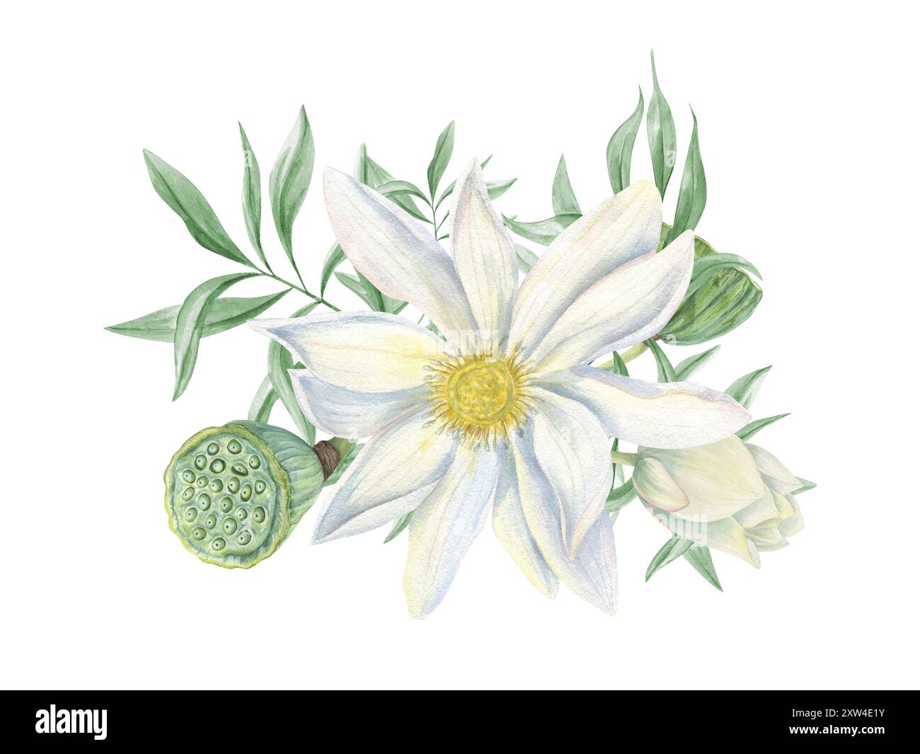 White lotus flower with delicate green leaves, seed head and buds ...