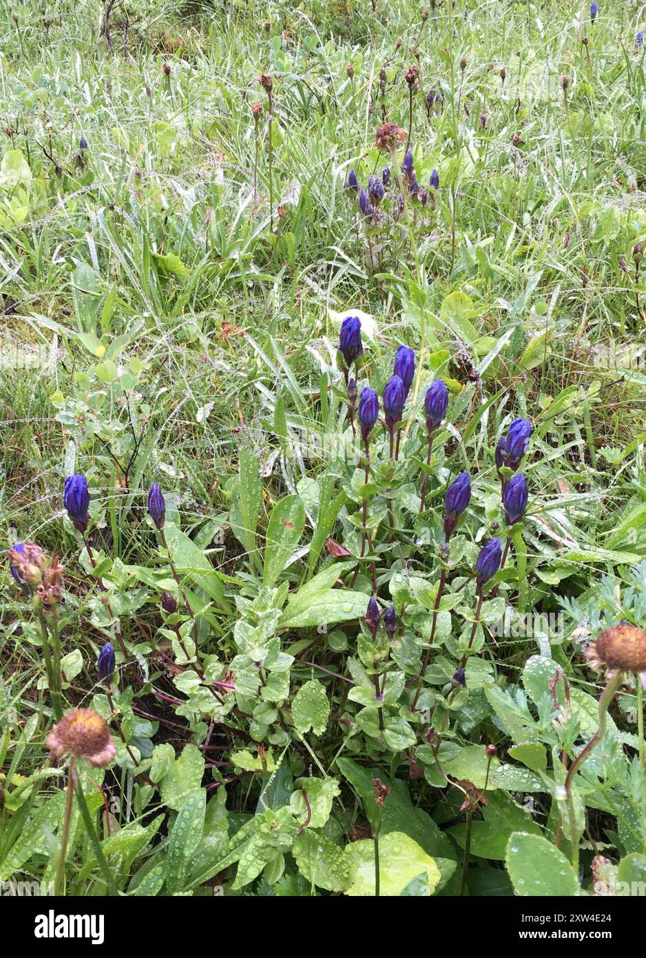 Mountain Bog Gentian (Gentiana calycosa) Plantae Stock Photo - Alamy