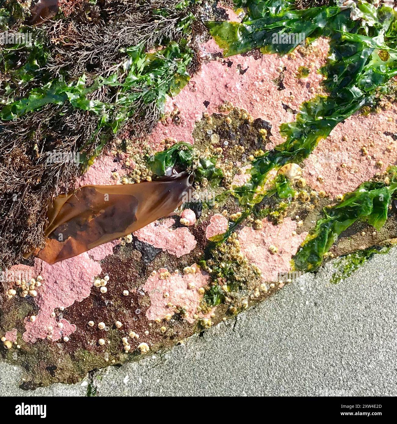 Crustose coralline algae (Lithothamnion) Plantae Stock Photo - Alamy