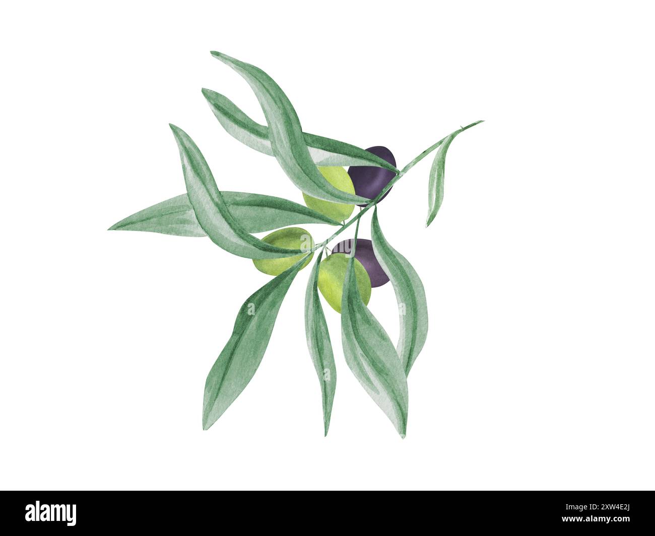 Olive foliage Cut Out Stock Images & Pictures - Alamy
