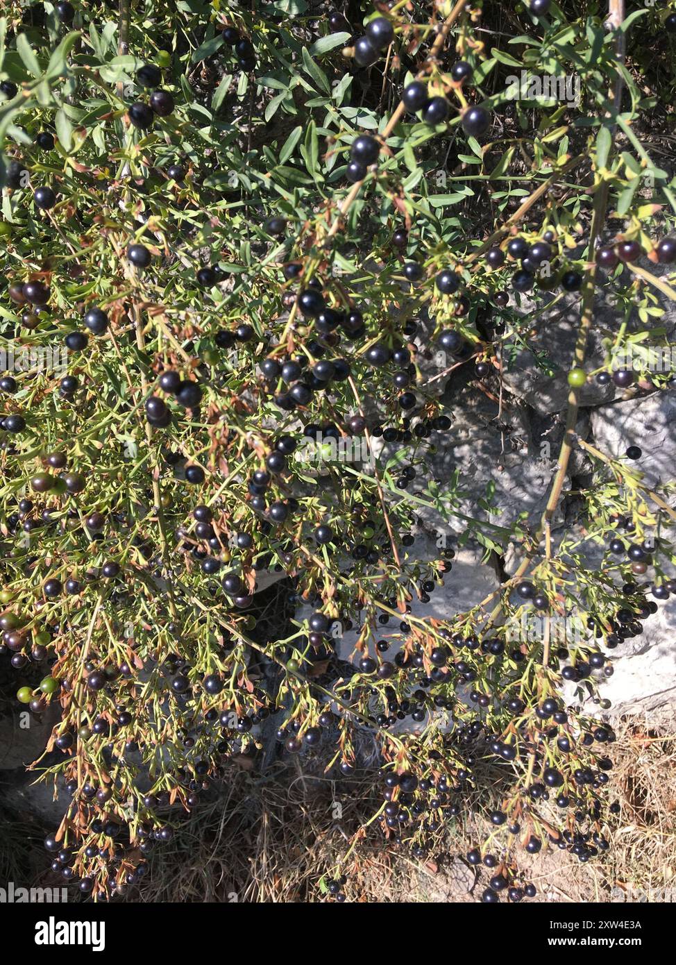 Wild Jasmine (Chrysojasminum fruticans) Plantae Stock Photo - Alamy