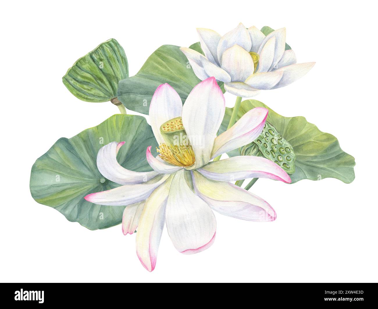 Blooming white pink waterlily with seed head. Delicate petals and ...