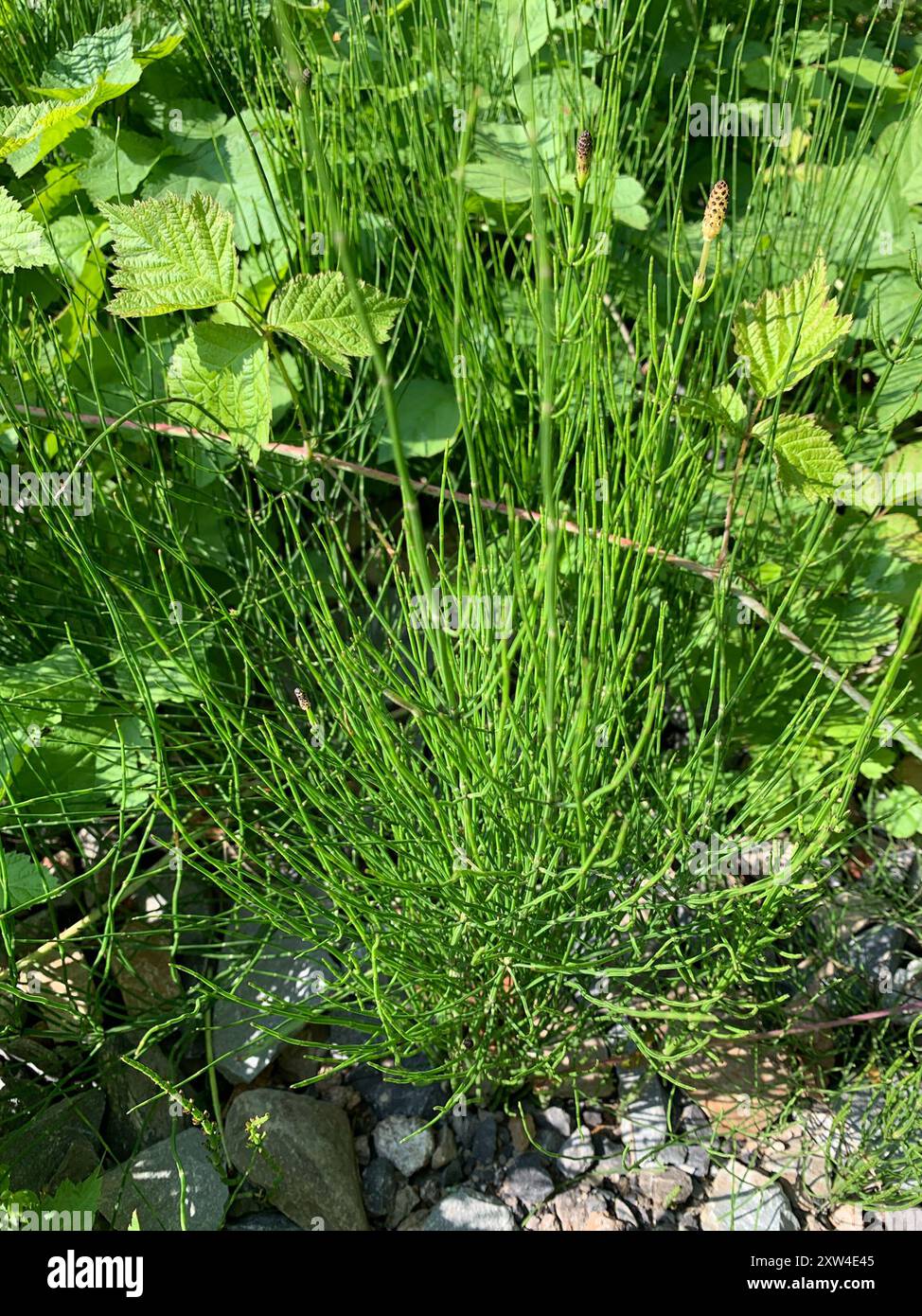 field horsetail (Equisetum arvense) Plantae Stock Photo - Alamy