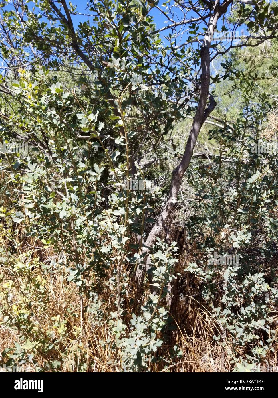 Sonoran scrub oak (Quercus turbinella) Plantae Stock Photo - Alamy