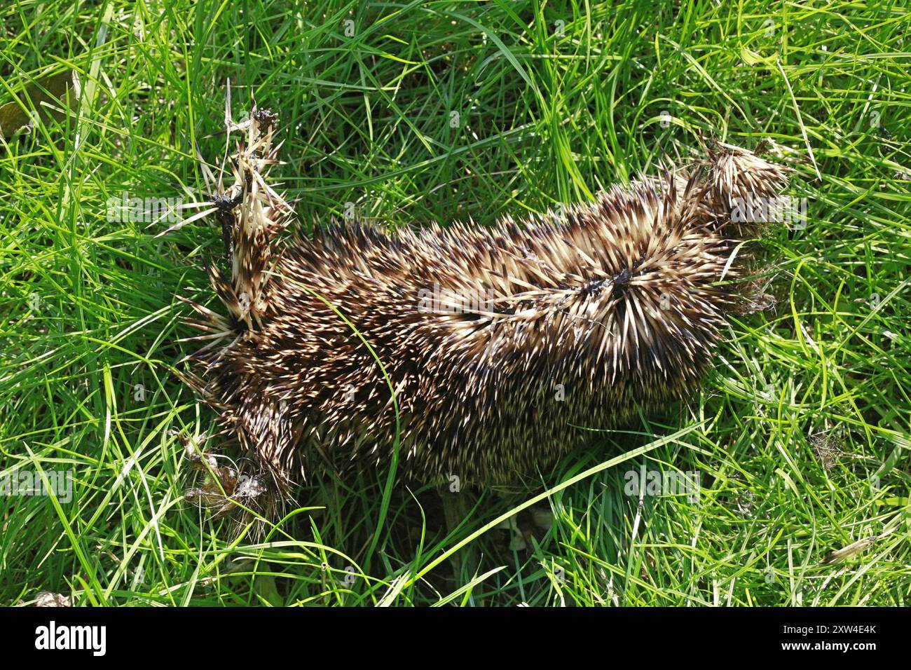Common Hedgehog (Erinaceus europaeus) Mammalia Stock Photo - Alamy
