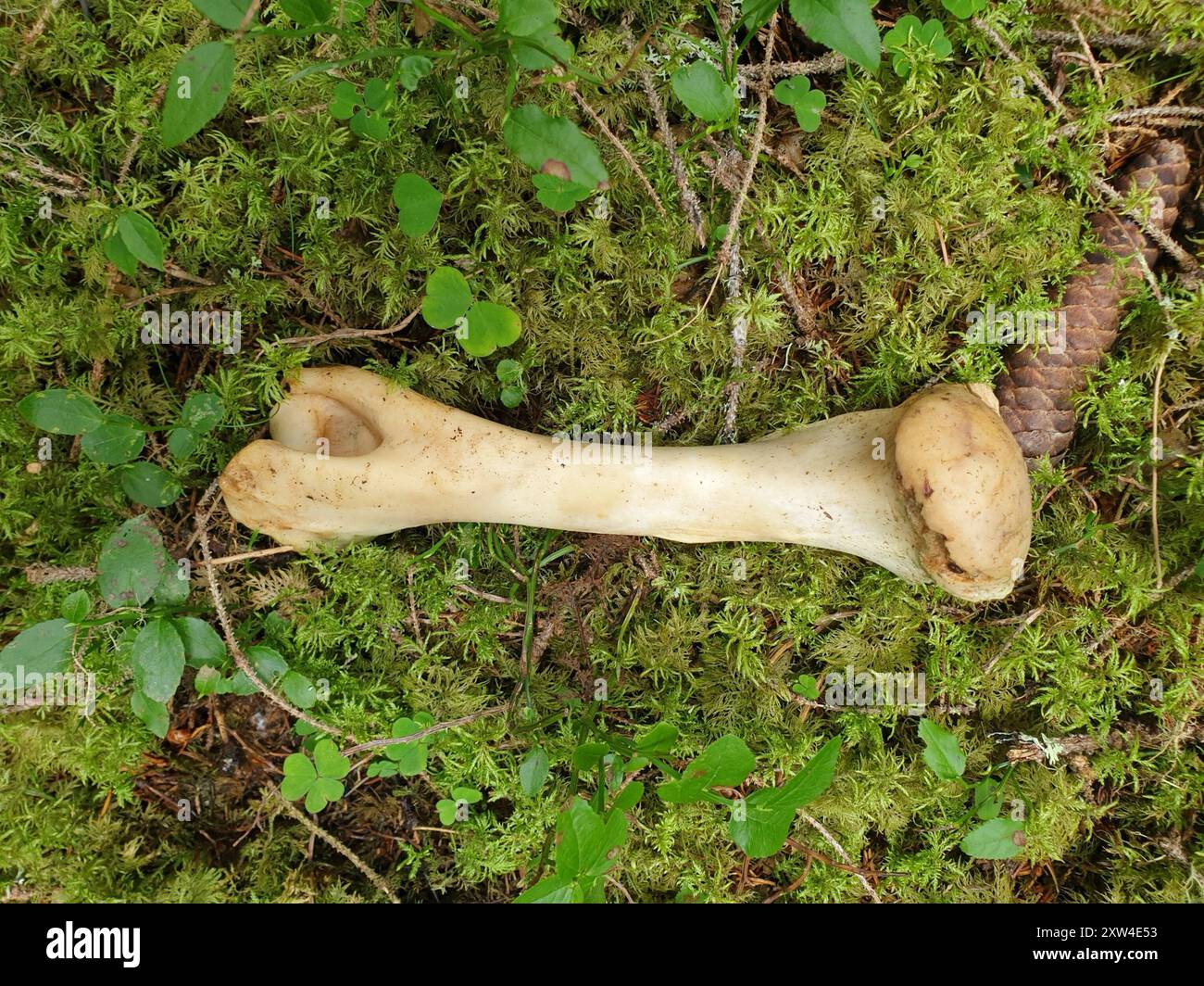 Mammals (Mammalia) Mammalia Stock Photo - Alamy