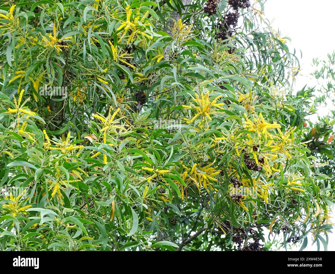 Earpod Wattle (Acacia auriculiformis) Plantae Stock Photo - Alamy