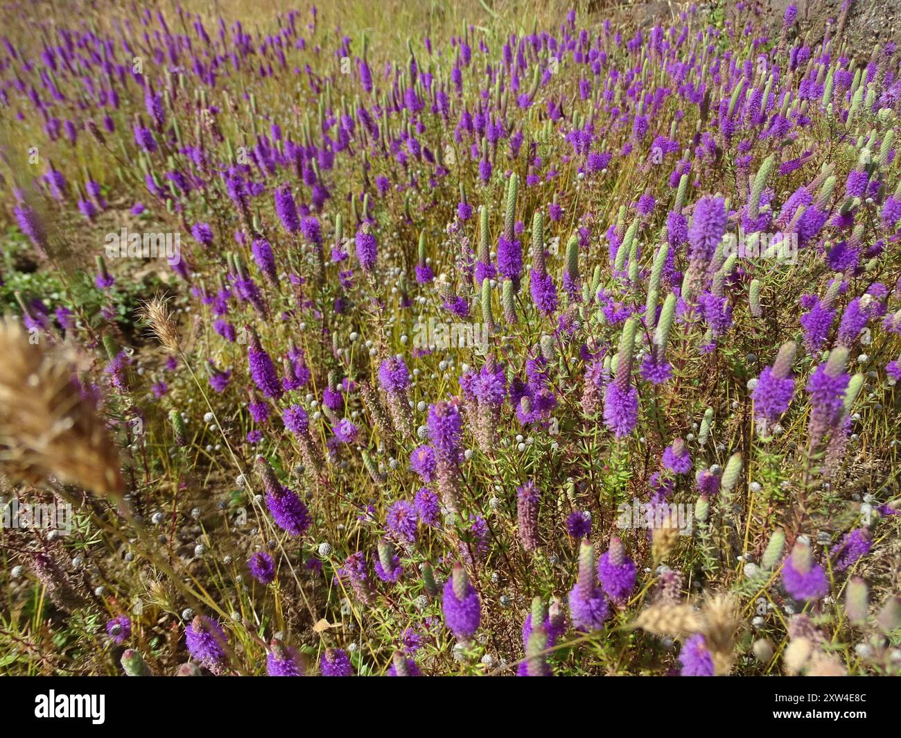 jambhli manjiri (Pogostemon deccanensis) Plantae Stock Photo - Alamy
