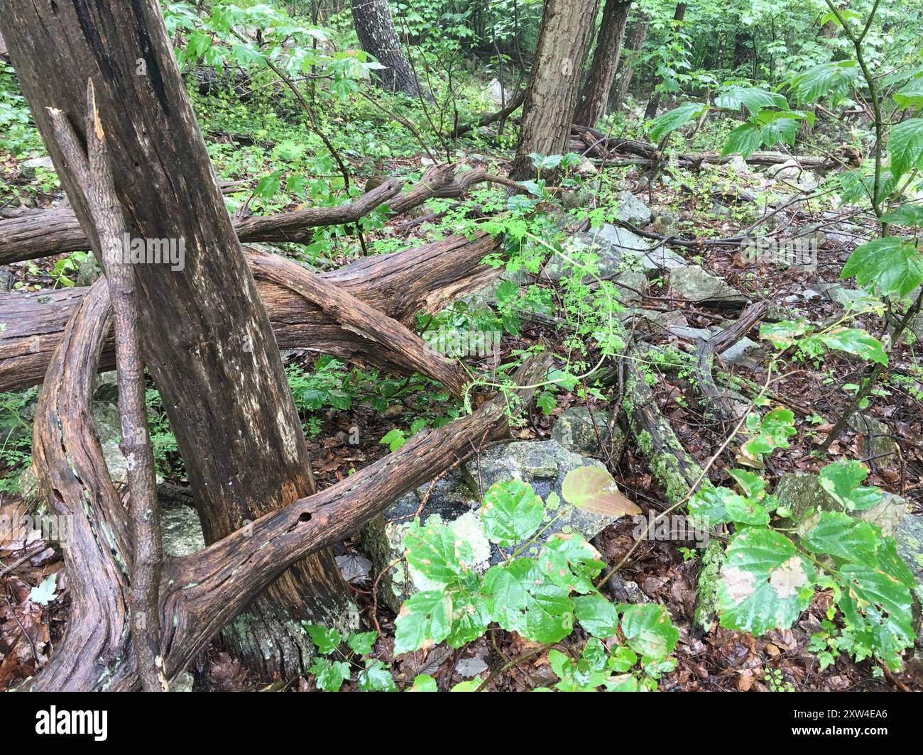 climbing fumitory (Adlumia fungosa) Plantae Stock Photo - Alamy