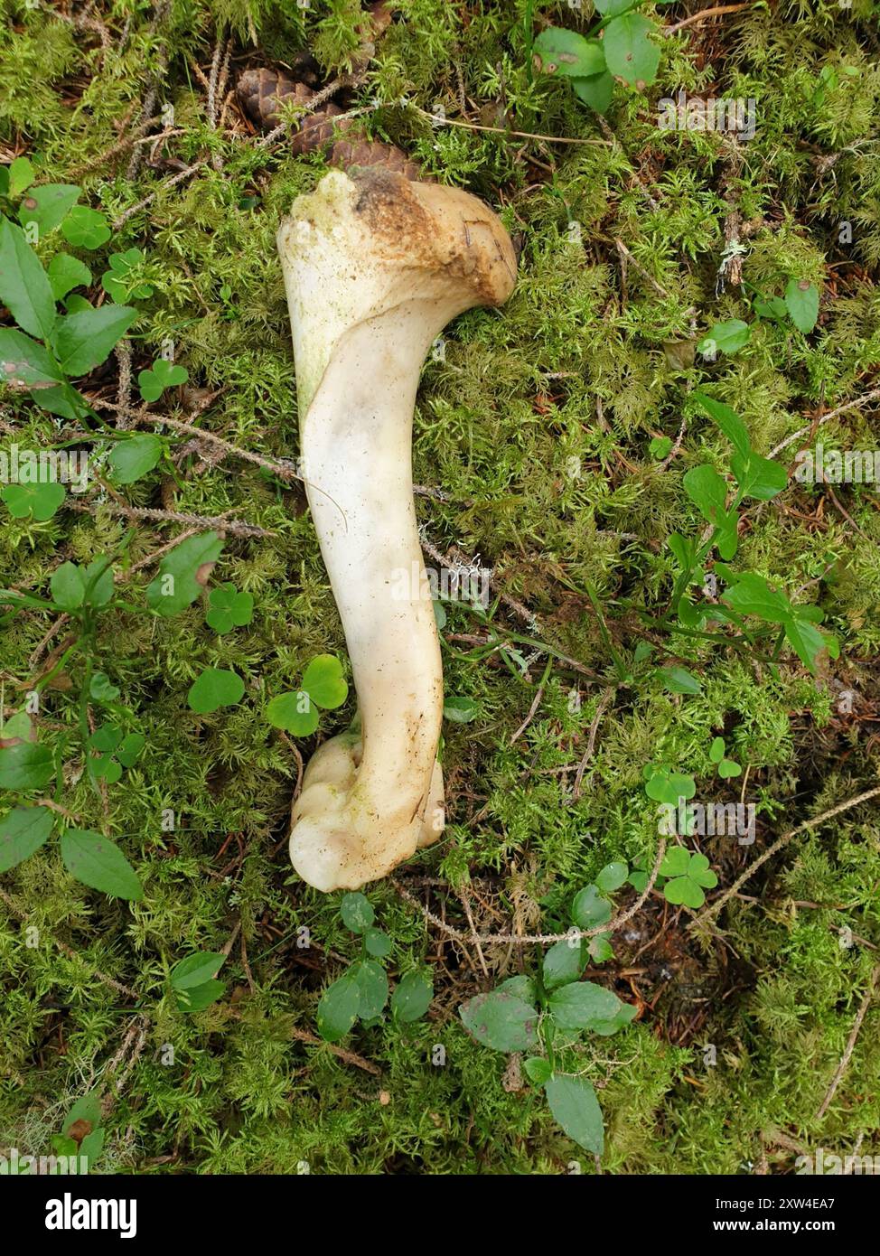 Mammals (Mammalia) Mammalia Stock Photo - Alamy