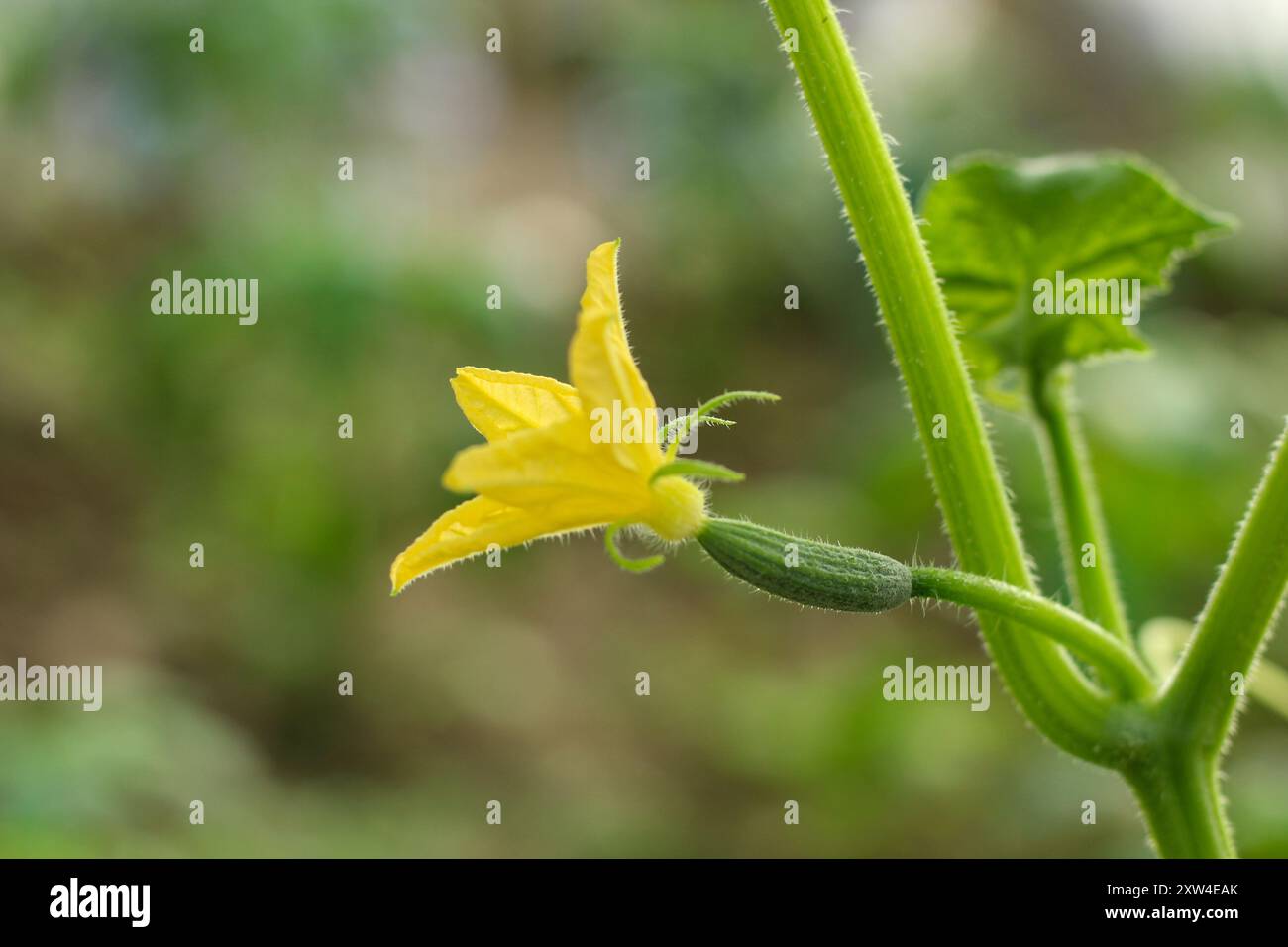 Blossom cucumber hi-res stock photography and images - Alamy
