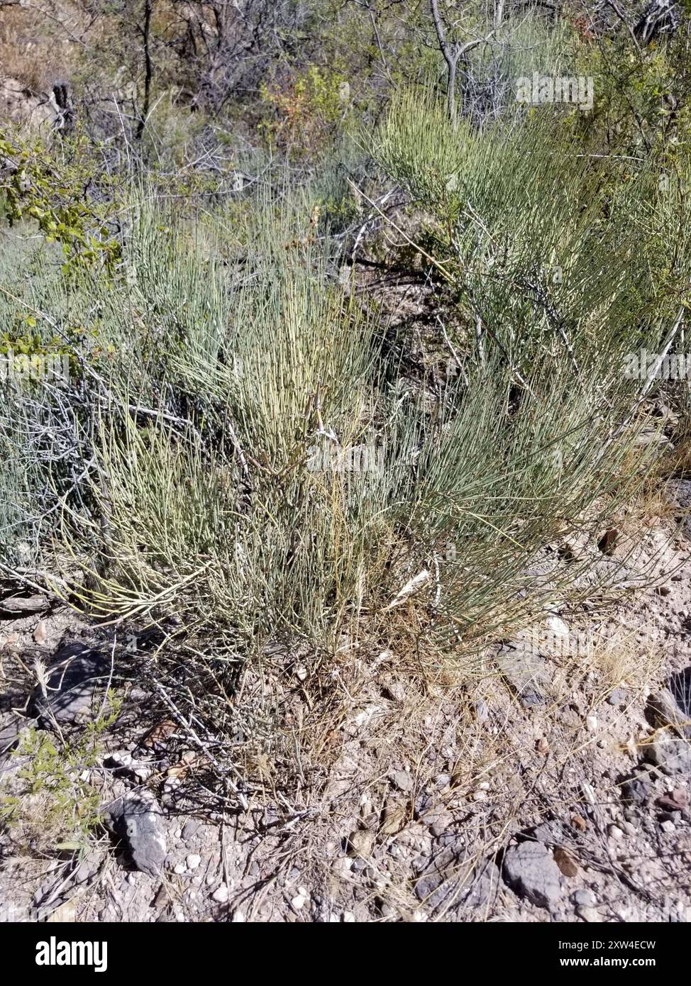rough jointfir (Ephedra aspera) Plantae Stock Photo - Alamy