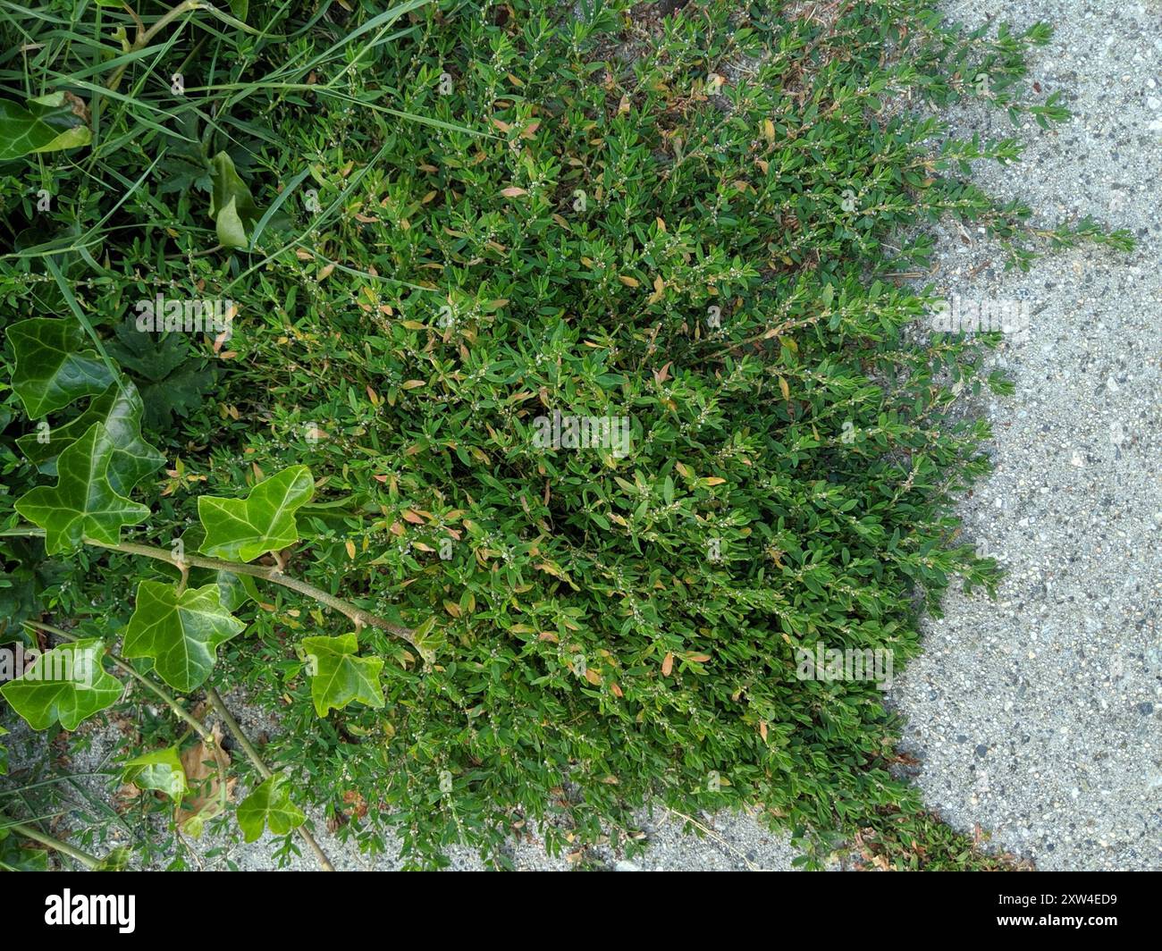 Prostrate Knotweed (Polygonum aviculare) Plantae Stock Photo - Alamy