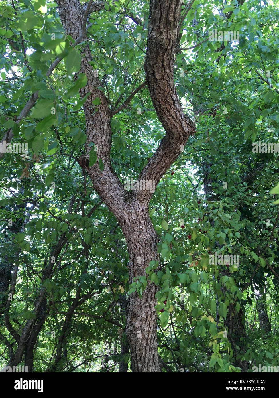 downy oak (Quercus pubescens) Plantae Stock Photo - Alamy