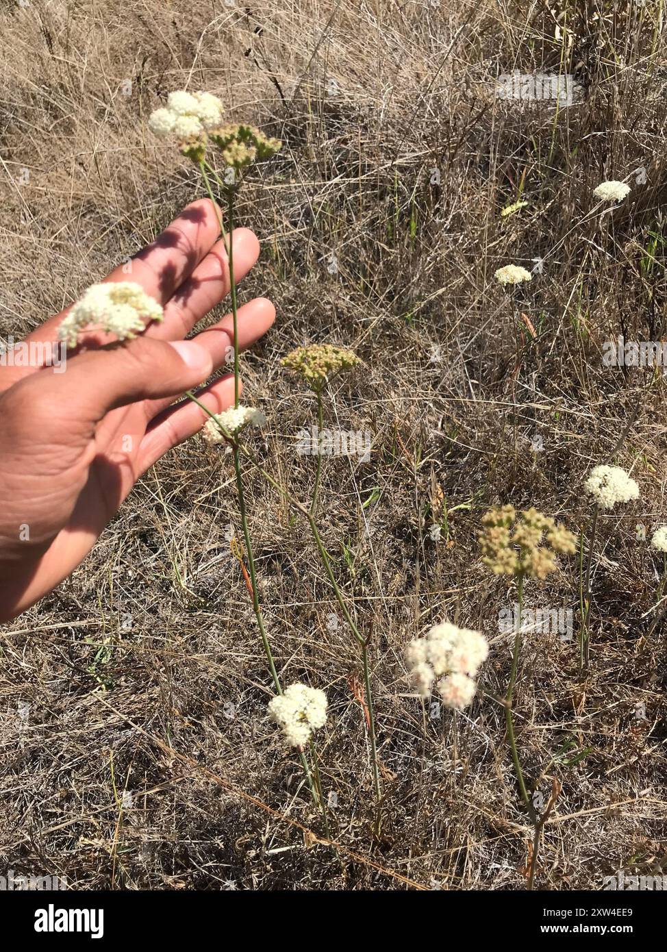 Kellogg's yampah (Perideridia kelloggii) Plantae Stock Photo - Alamy