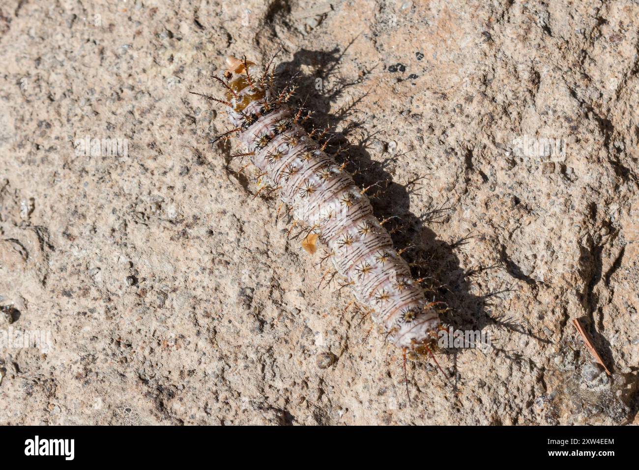 Buck and Io Moths (Hemileucinae) Insecta Stock Photo - Alamy