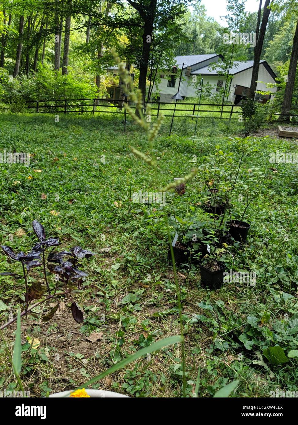 Barnyard Grasses (Echinochloa) Plantae Stock Photo - Alamy