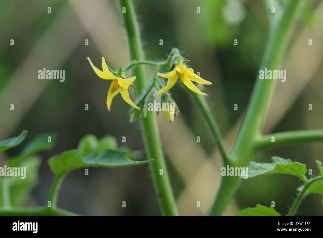 Flowering tomato plant in garden. Close up Stock Photo - Alamy