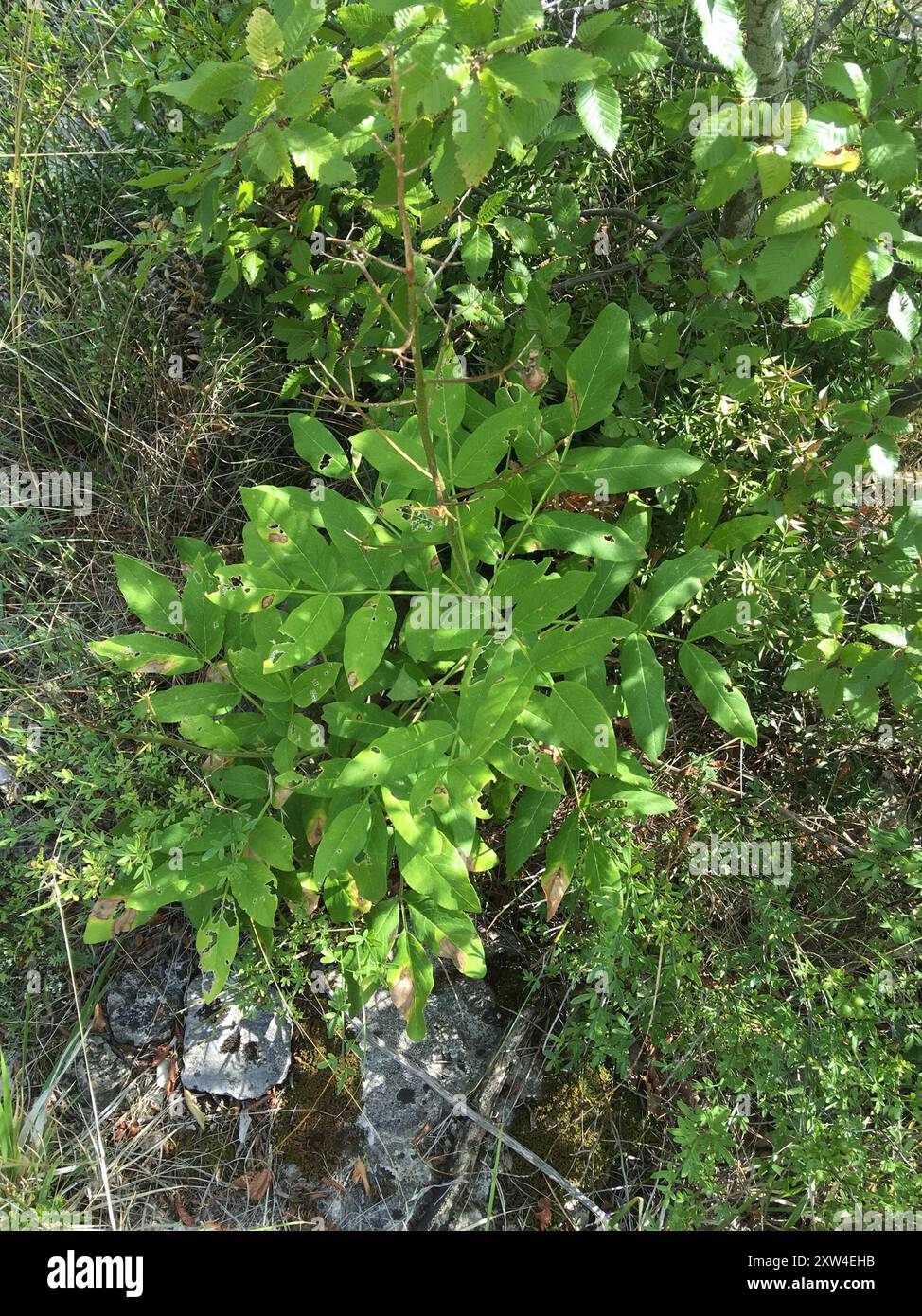 white dittany (Dictamnus albus) Plantae Stock Photo - Alamy