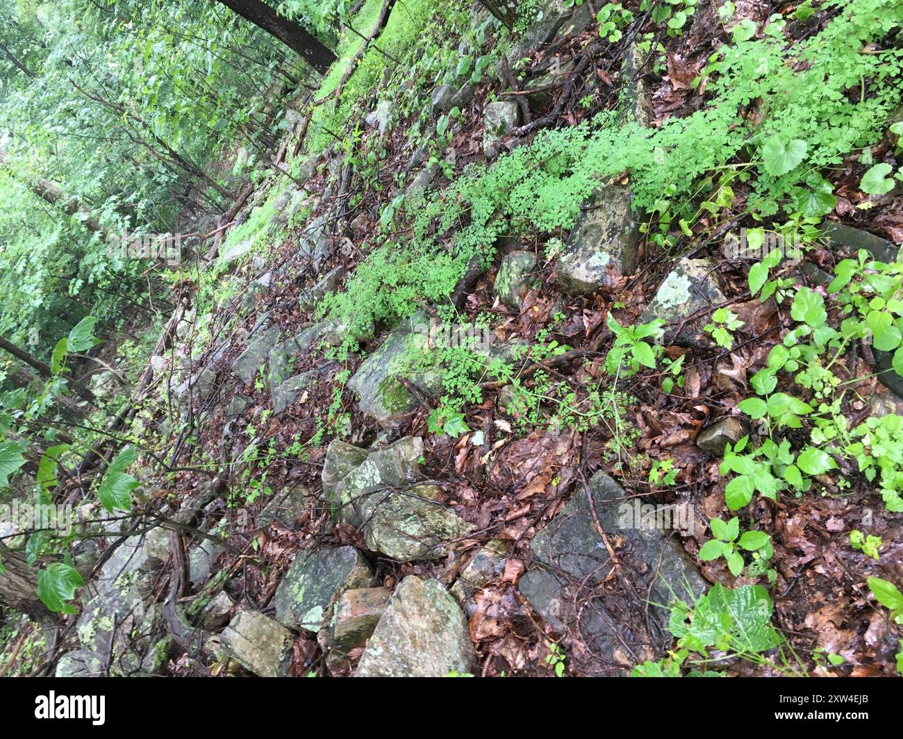 climbing fumitory (Adlumia fungosa) Plantae Stock Photo - Alamy