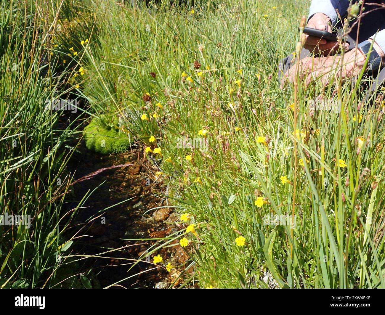 Threadleaf Primrose Monkeyflower (Erythranthe linearifolia) Plantae ...