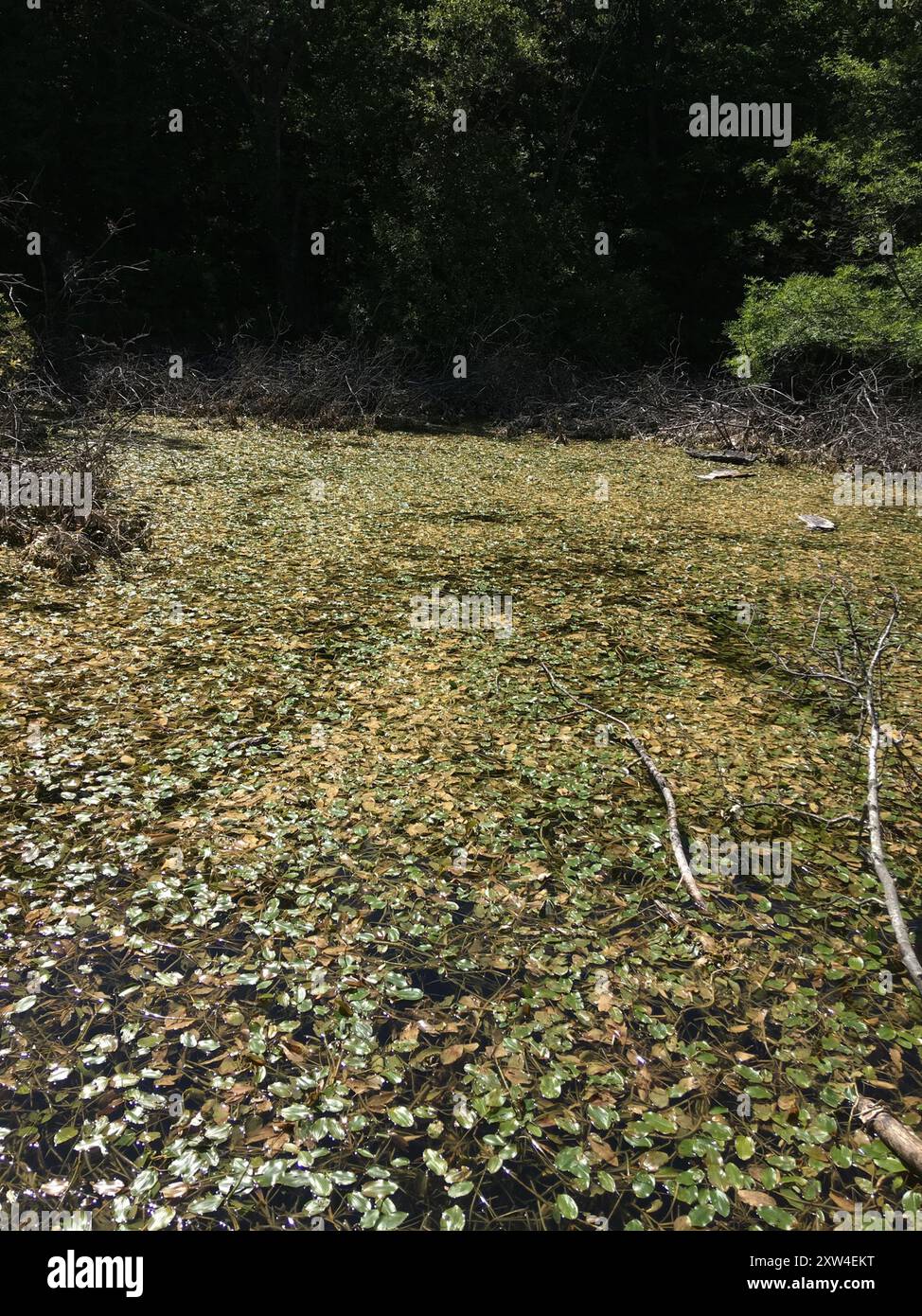 floating-leaved pondweed (Potamogeton natans) Plantae Stock Photo - Alamy