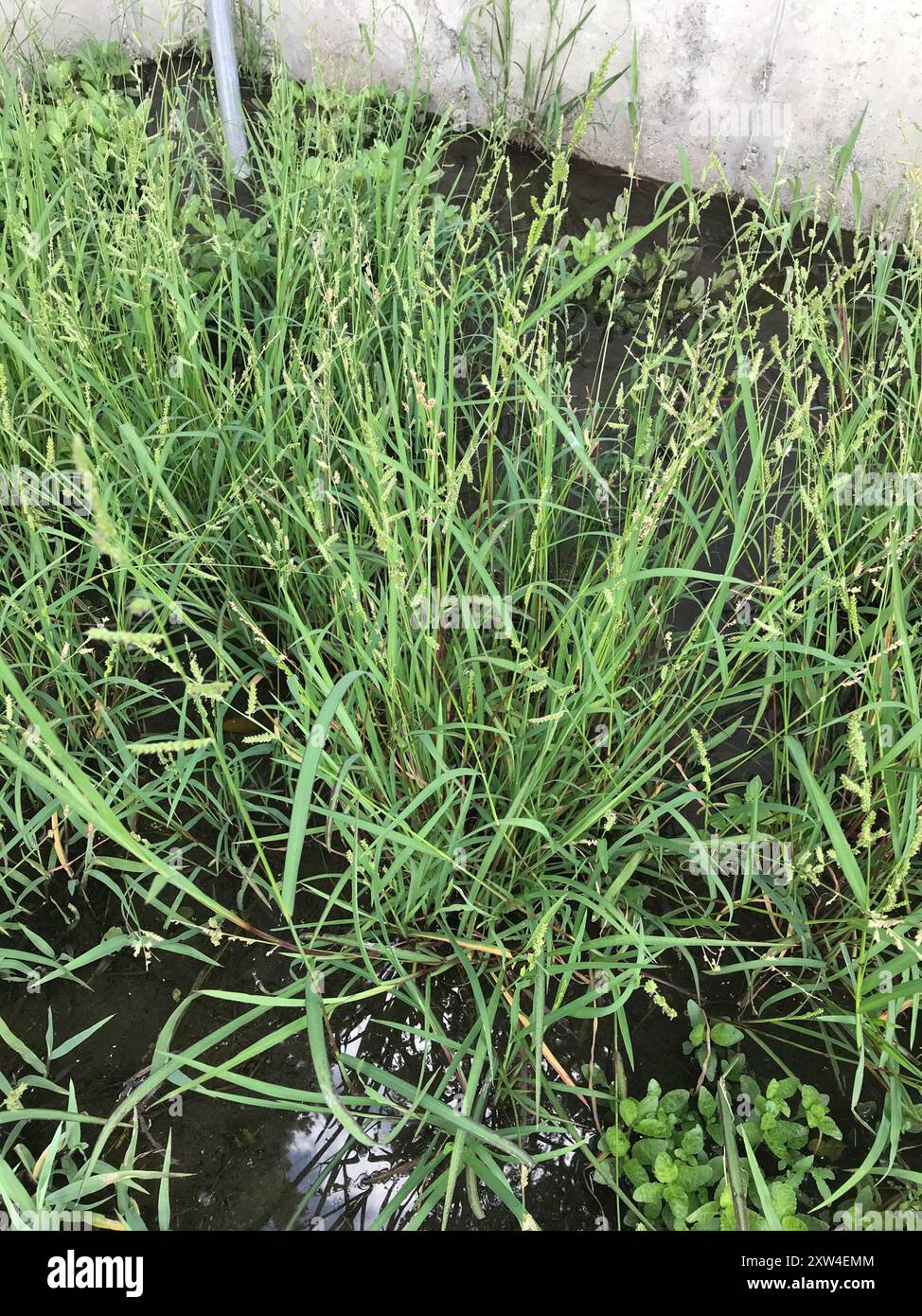 Jungle Rice (Echinochloa colonum) Plantae Stock Photo - Alamy