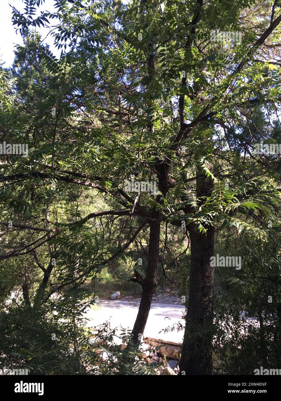 Arizona black walnut (Juglans major) Plantae Stock Photo - Alamy