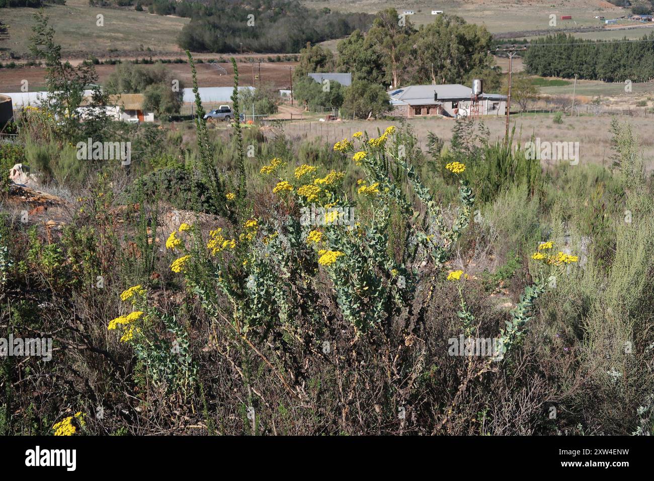 Poorflower Babooncabbage (Othonna parviflora) Plantae Stock Photo - Alamy