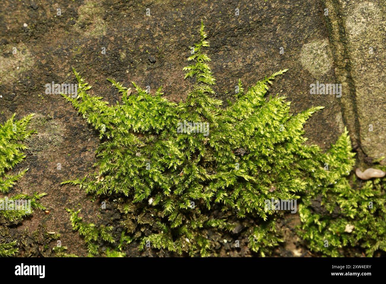 Silky Wall Feather-moss (Homalothecium sericeum) Plantae Stock Photo ...