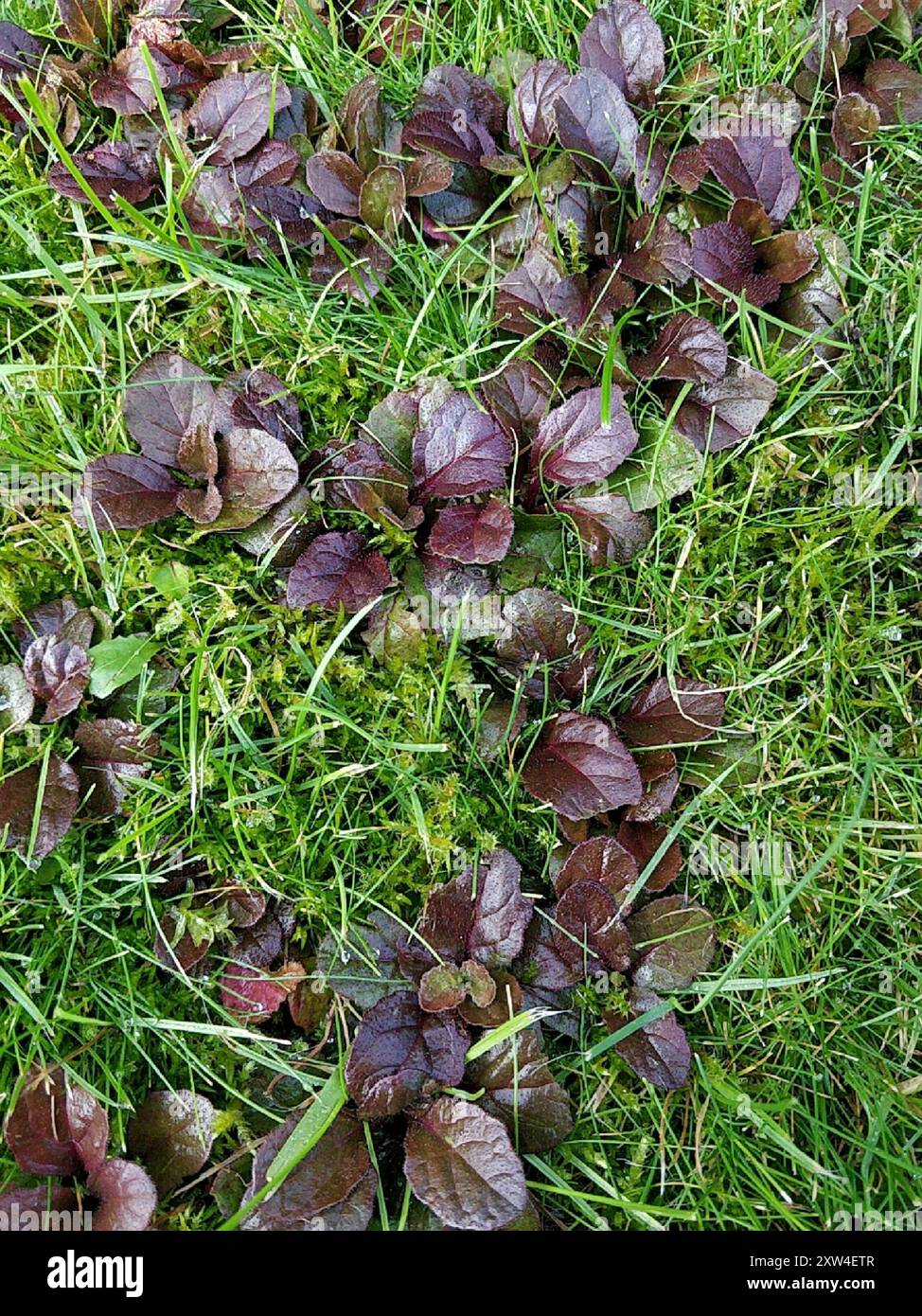 carpet bugle (Ajuga reptans) Plantae Stock Photo - Alamy