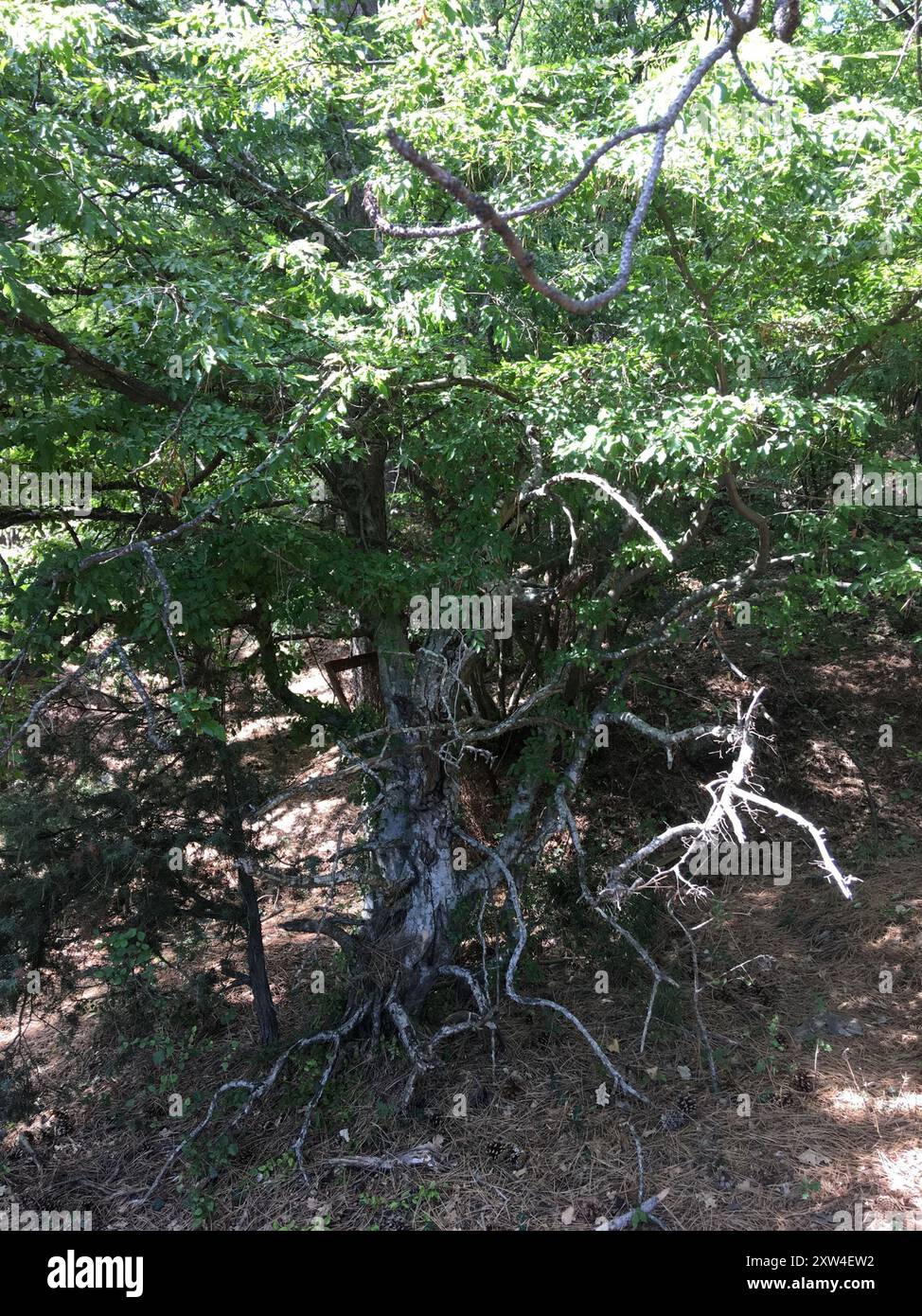 Eastern Hornbeam (Carpinus orientalis) Plantae Stock Photo - Alamy
