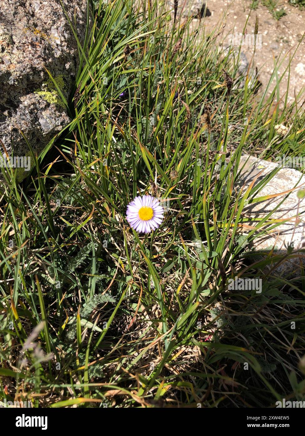 aspen fleabane (Erigeron speciosus) Plantae Stock Photo - Alamy