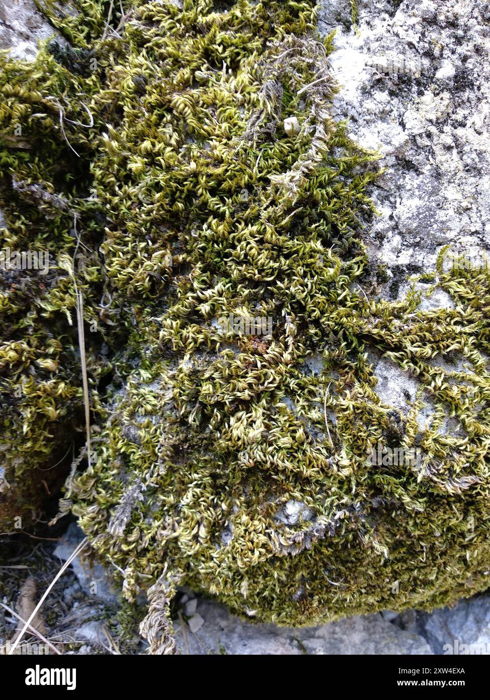Silky Wall Feather-moss (Homalothecium sericeum) Plantae Stock Photo ...