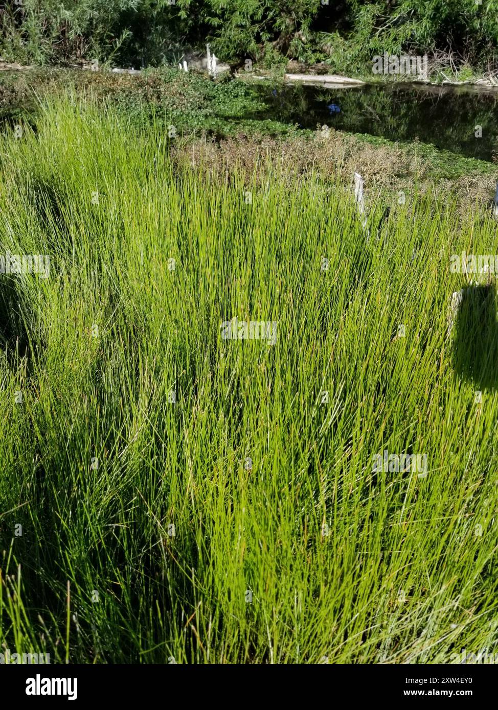 Common Spike-rush (Eleocharis palustris) Plantae Stock Photo - Alamy