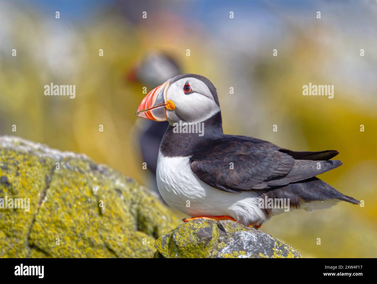 Head on flight of puffin hi-res stock photography and images - Alamy