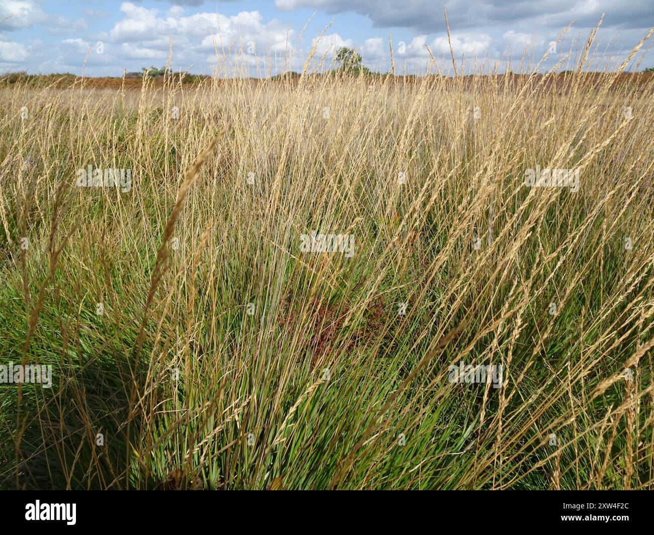 Purple moor grass (Molinia caerulea) Plantae Stock Photo - Alamy