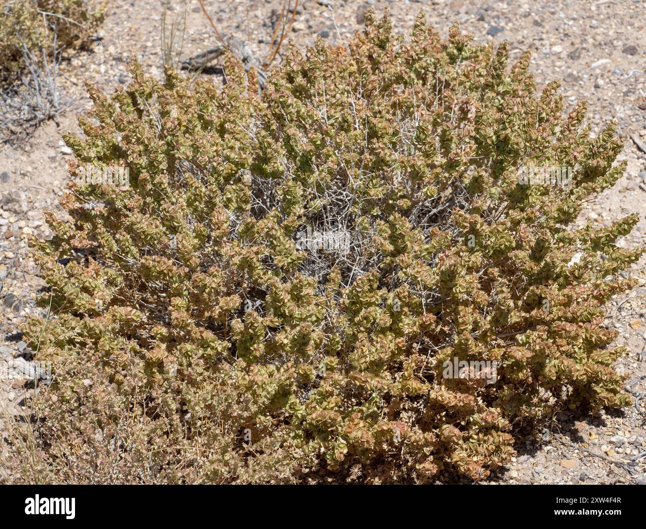 Shadscale Saltbush (Atriplex confertifolia) Plantae Stock Photo - Alamy