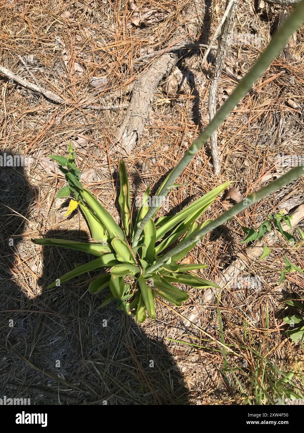 Manfreda virginica hi-res stock photography and images - Alamy