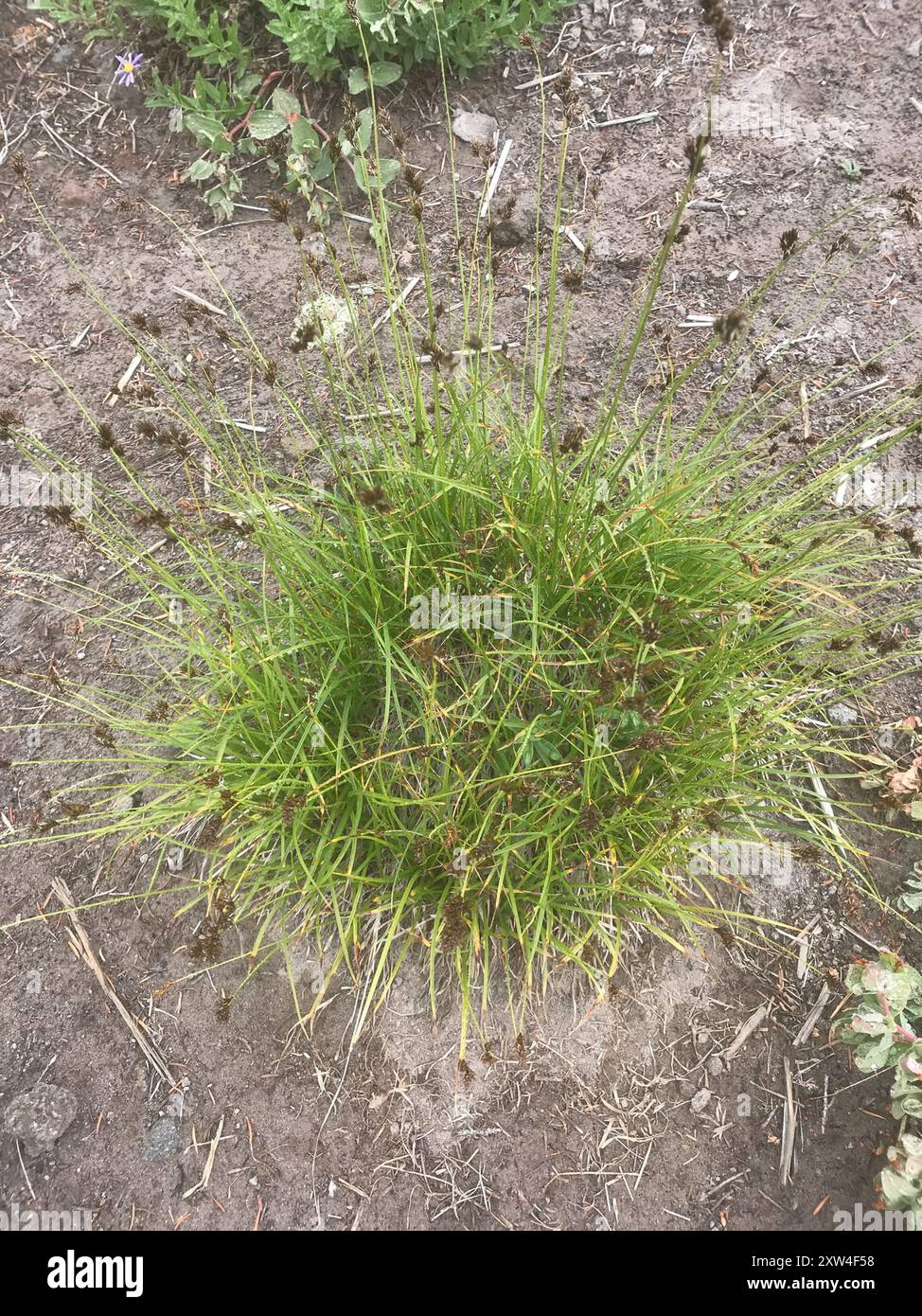 true sedges (Carex) Plantae Stock Photo - Alamy