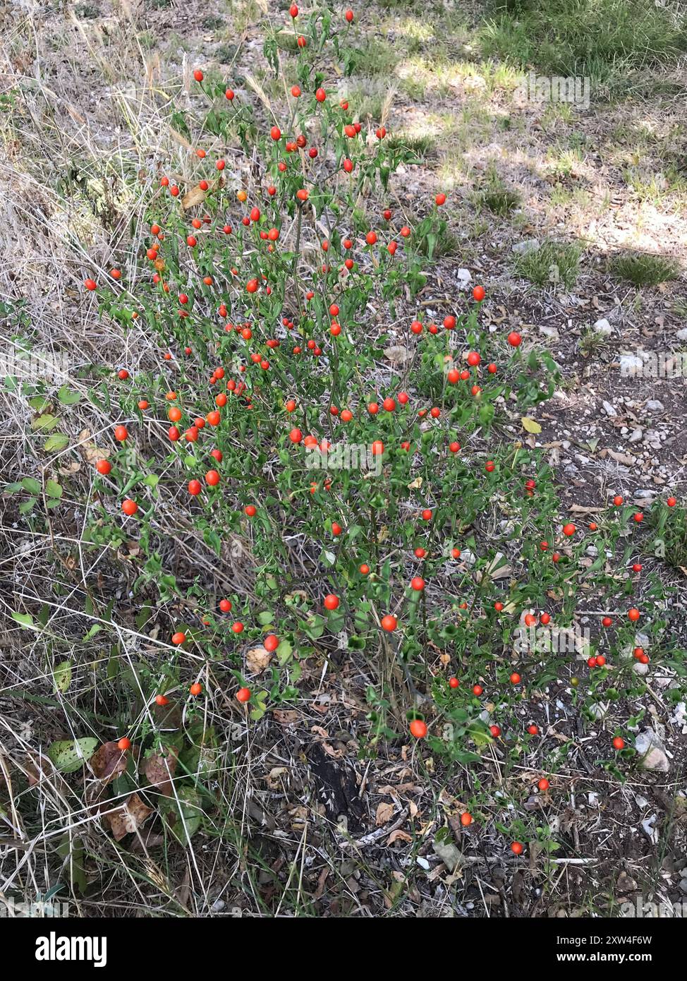 bird pepper (Capsicum annuum glabriusculum) Plantae Stock Photo - Alamy