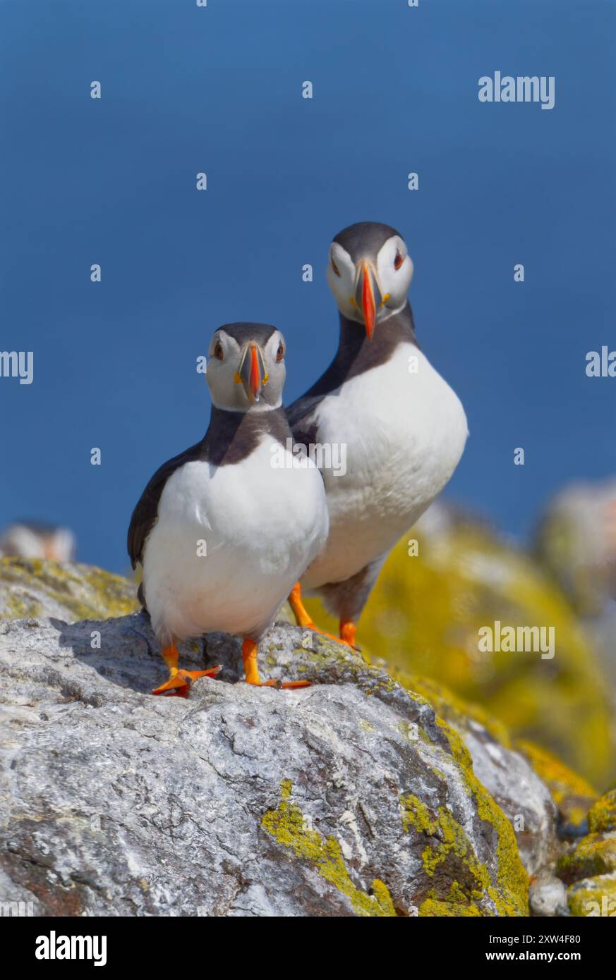 Square format of group of puffins hi-res stock photography and images ...