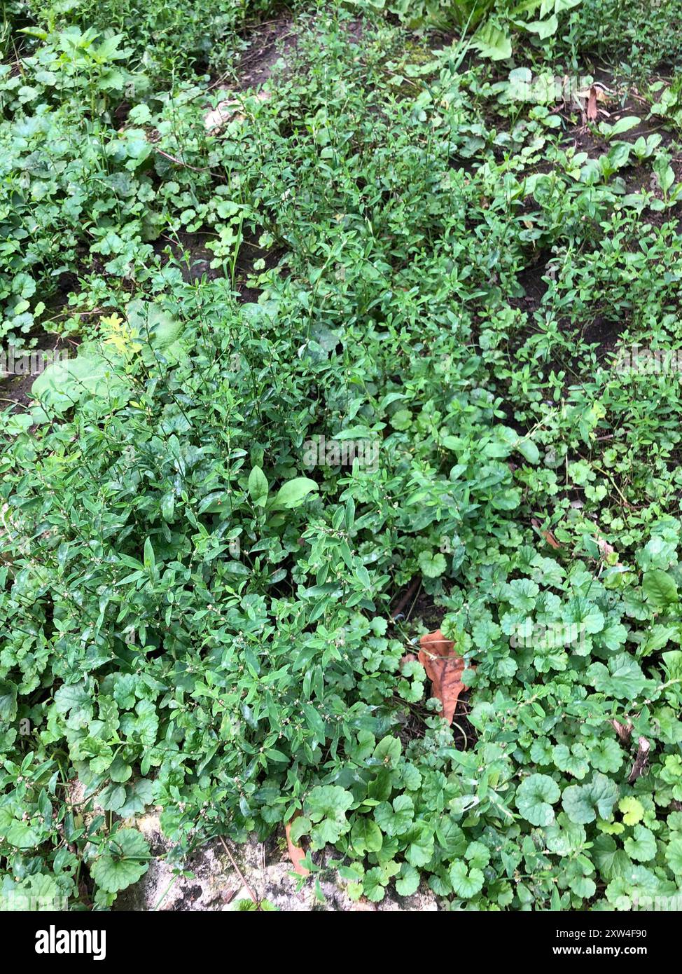 Common Knotgrass Complex (Polygonum aviculare) Plantae Stock Photo - Alamy